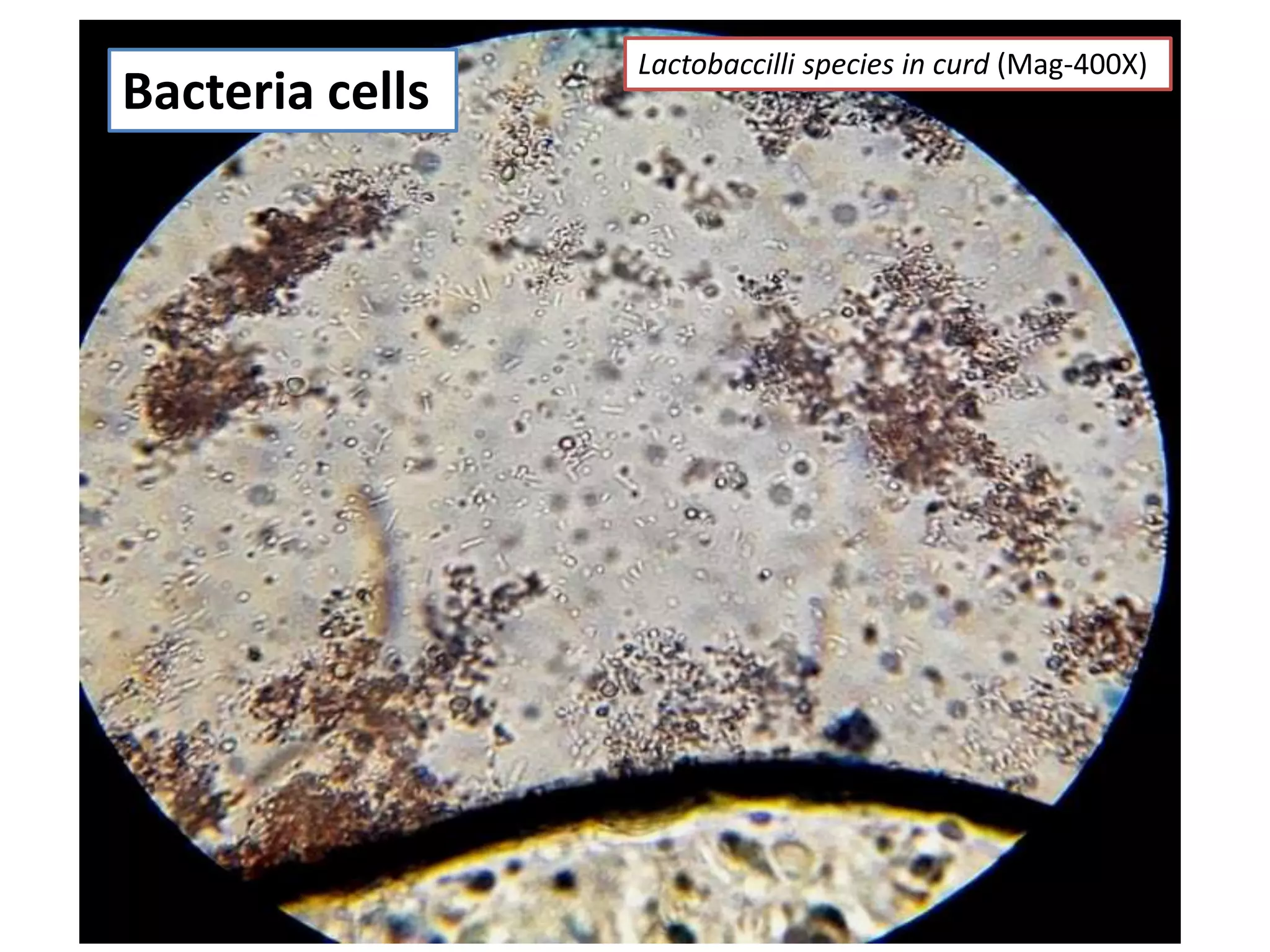 Bacteria (Lactobacillus sp.), Plant and animal cells | PPT