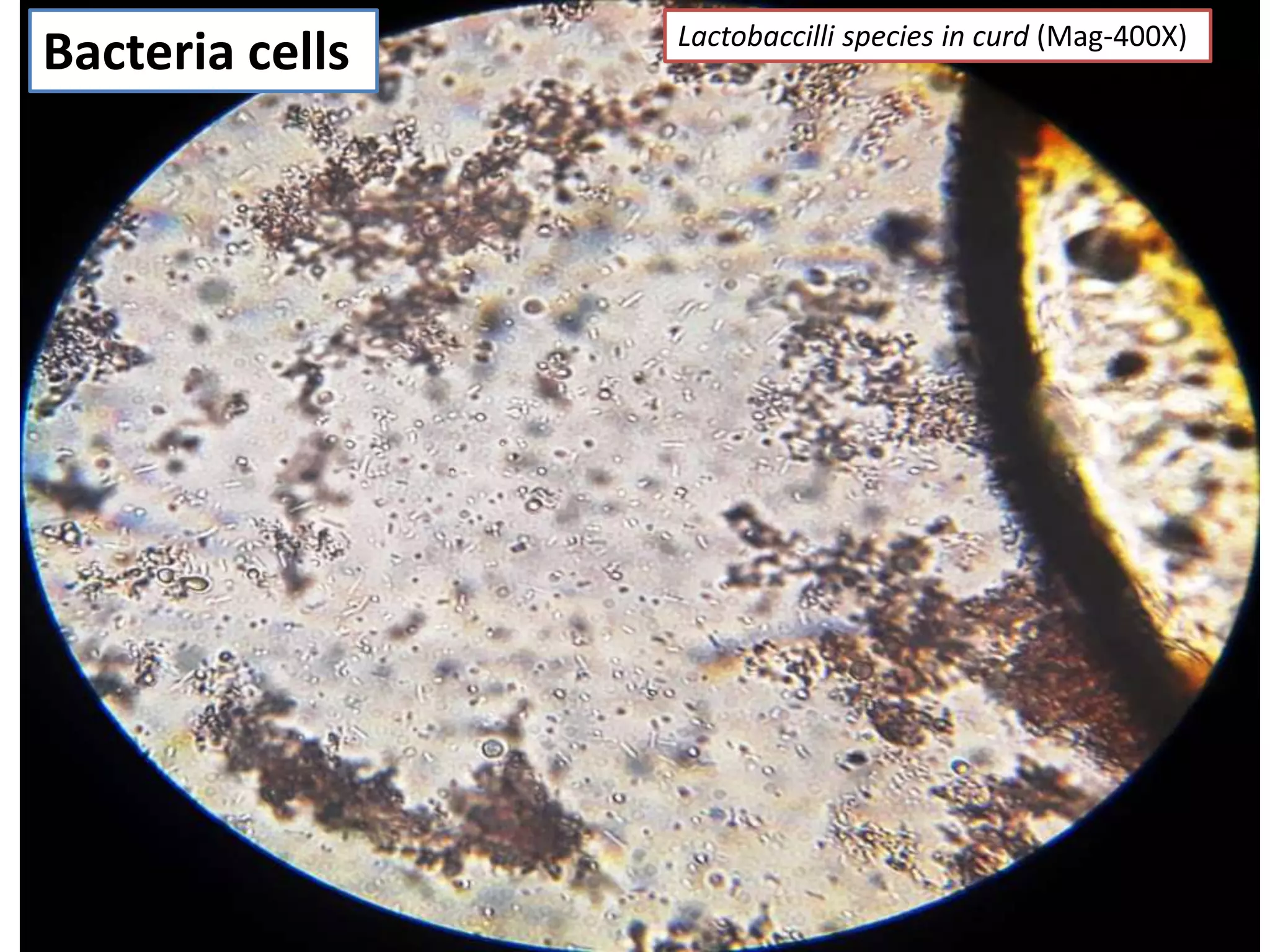 Bacteria (Lactobacillus sp.), Plant and animal cells | PPT