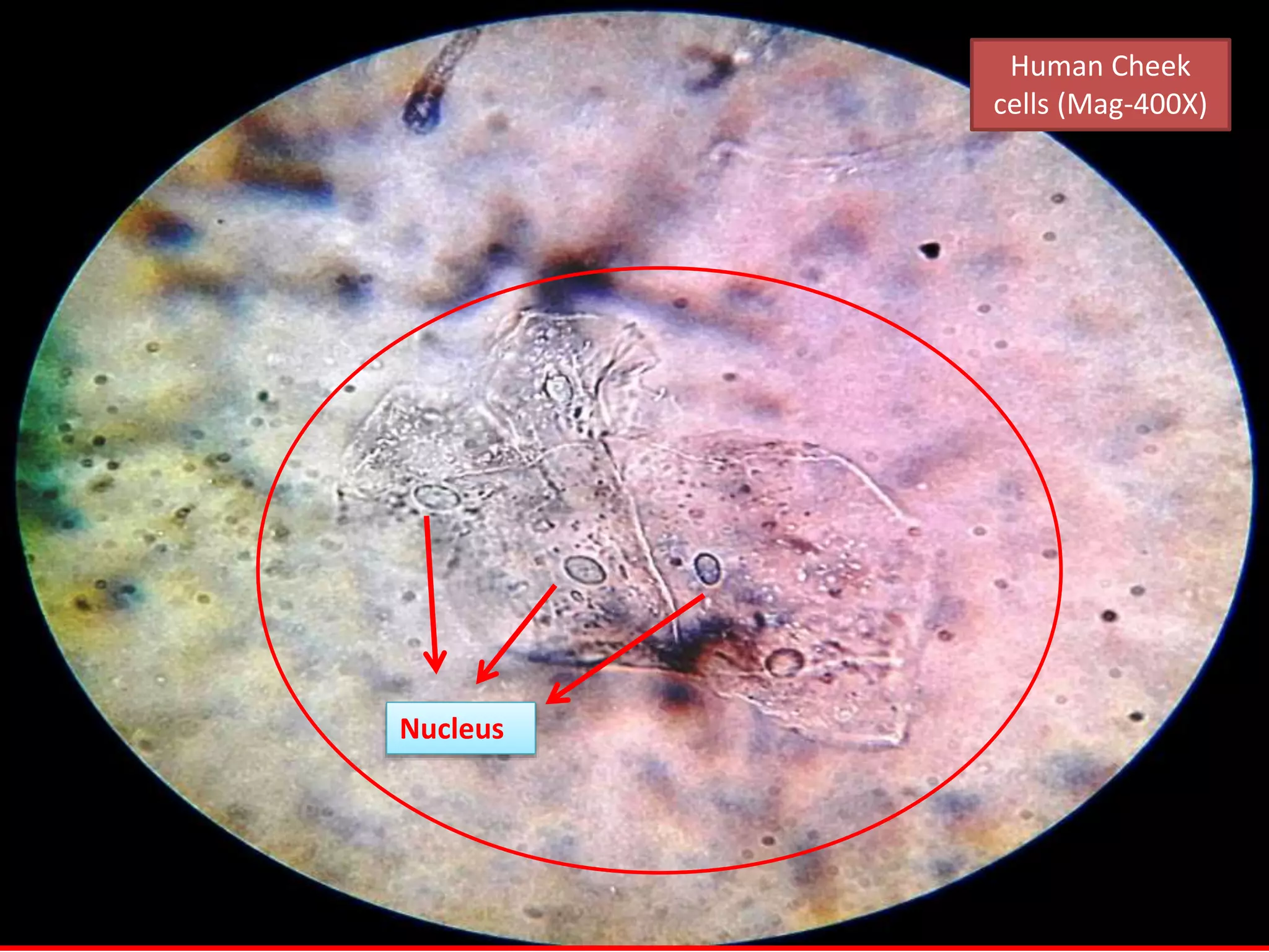 Bacteria (Lactobacillus sp.), Plant and animal cells | PPTX