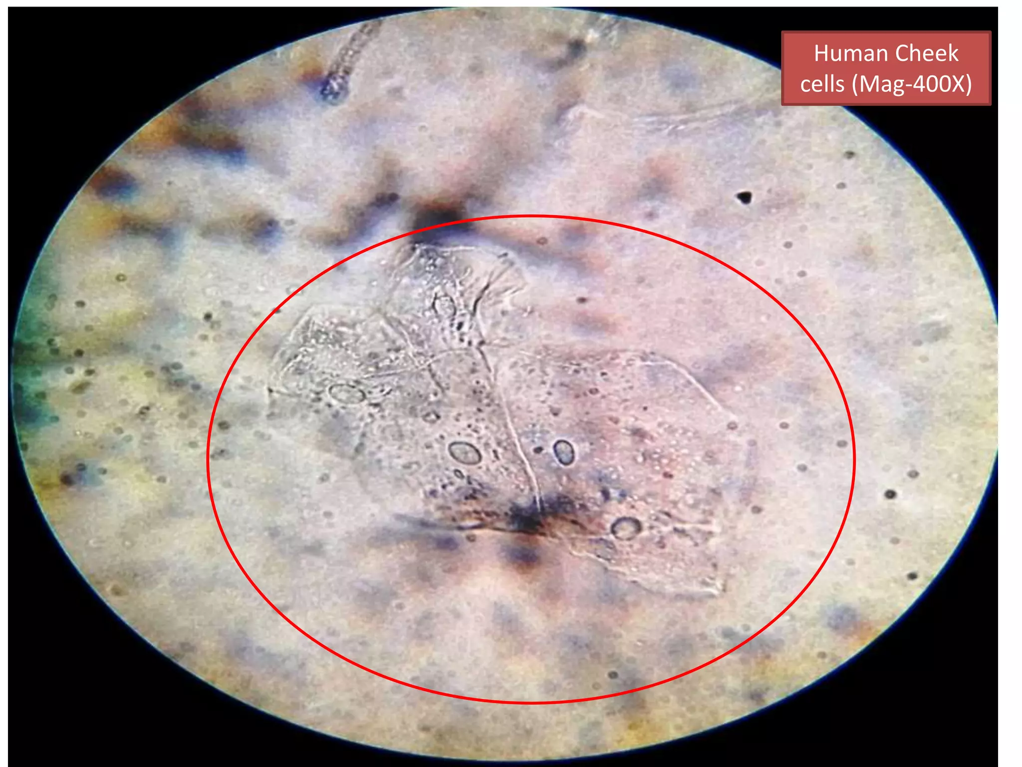 Bacteria (Lactobacillus sp.), Plant and animal cells | PPTX