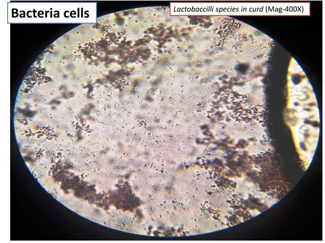Bacteria (Lactobacillus sp.), Plant and animal cells | PPT