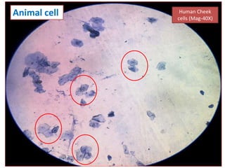 Human Cheek Cell 40x