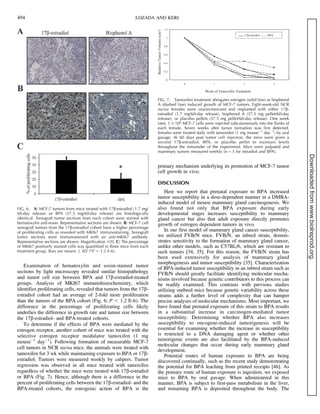 Bpa increases mammary cancer risk | PDF | Pregnancy | Reproductive Health