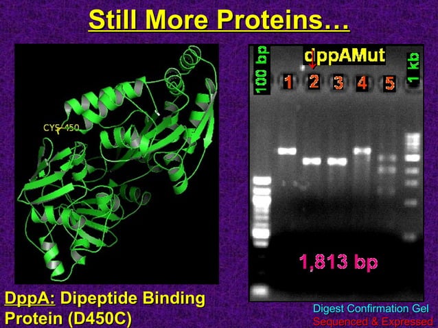 Bacterial Periplasmic Binding Proteins as Biosensors in Liposomes | PPT