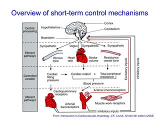 BP_Control.ppt physology1.ppt