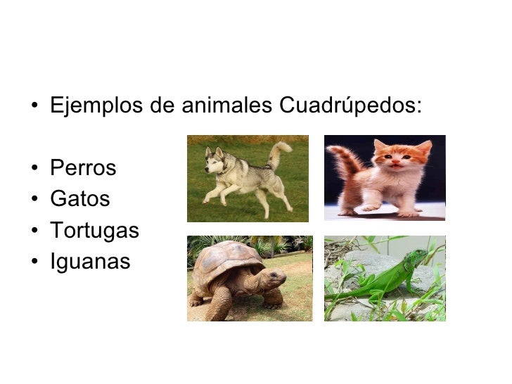 Bípedos y cuadrúpedos