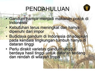 Perakitan Varietas Unggul Gandum Tropika | PDF