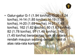 Perakitan Varietas Unggul Gandum Tropika | PDF