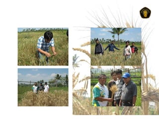 Perakitan Varietas Unggul Gandum Tropika | PDF