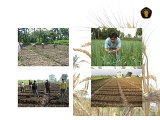 Perakitan Varietas Unggul Gandum Tropika | PDF