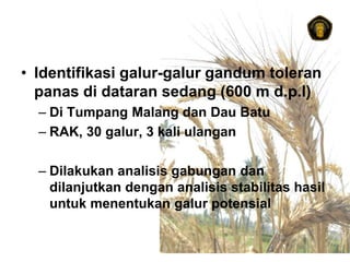 Perakitan Varietas Unggul Gandum Tropika | PDF