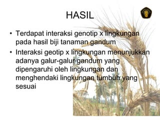 Perakitan Varietas Unggul Gandum Tropika | PDF