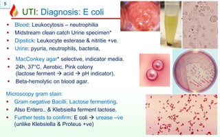 Pathology of Urinary Tract Infectionws | PPTX