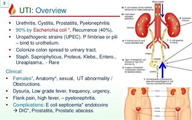 Pathology Of Urinary Tract Infectionws