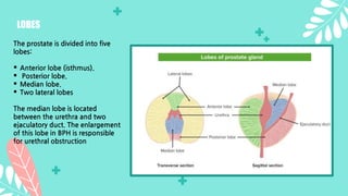benign prostatic hyperplasia and carcinoma.pptx