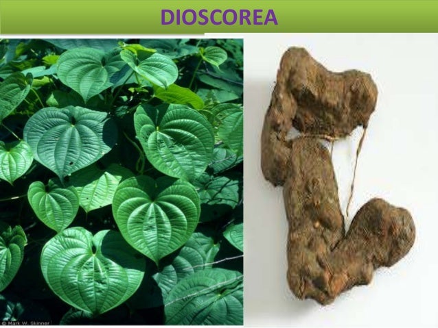 Dioscorea composita - Alchetron, The Free Social Encyclopedia