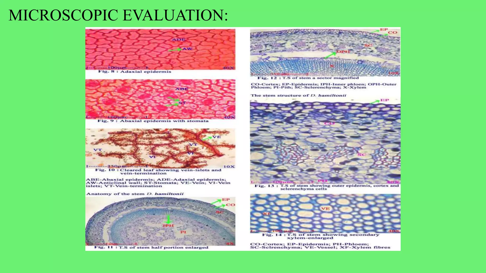 PHARMACOGNOSTICAL AND BIOLOGICAL ACTIVITY EVALUATION OF DECALEPIS ...
