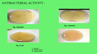 PHARMACOGNOSTICAL AND BIOLOGICAL ACTIVITY EVALUATION OF DECALEPIS ...