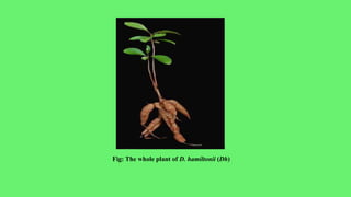 PHARMACOGNOSTICAL AND BIOLOGICAL ACTIVITY EVALUATION OF DECALEPIS ...
