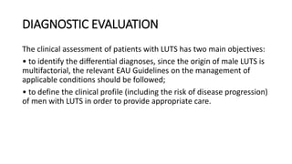 BENIGN PROSTATIC HYPERPLASIA: Epidemiology, Etiology, Pathophysiology ...