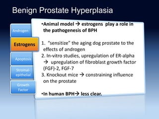 Etiology of BPH | PPTX