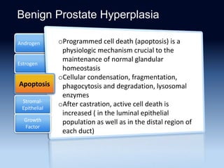 Etiology of BPH | PPT