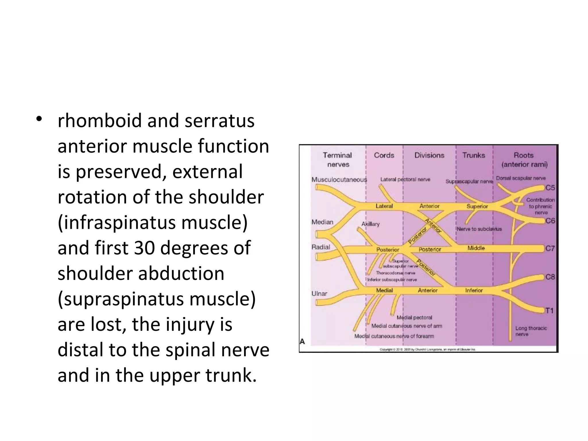Brachial Plexus Injury, anatomy and surgical options | PPT