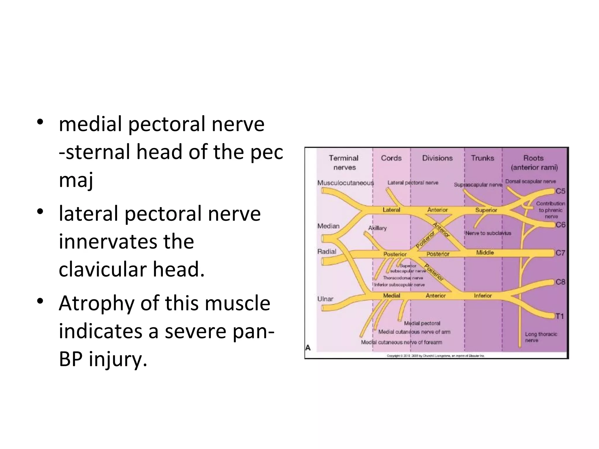 Brachial Plexus Injury, anatomy and surgical options | PPT