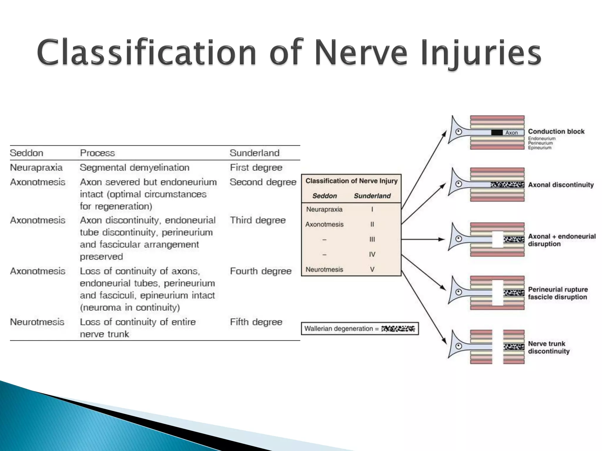 BRACHIAL PLEXUS INJURY: EVALUATION AND MANAGEMENT | PDF