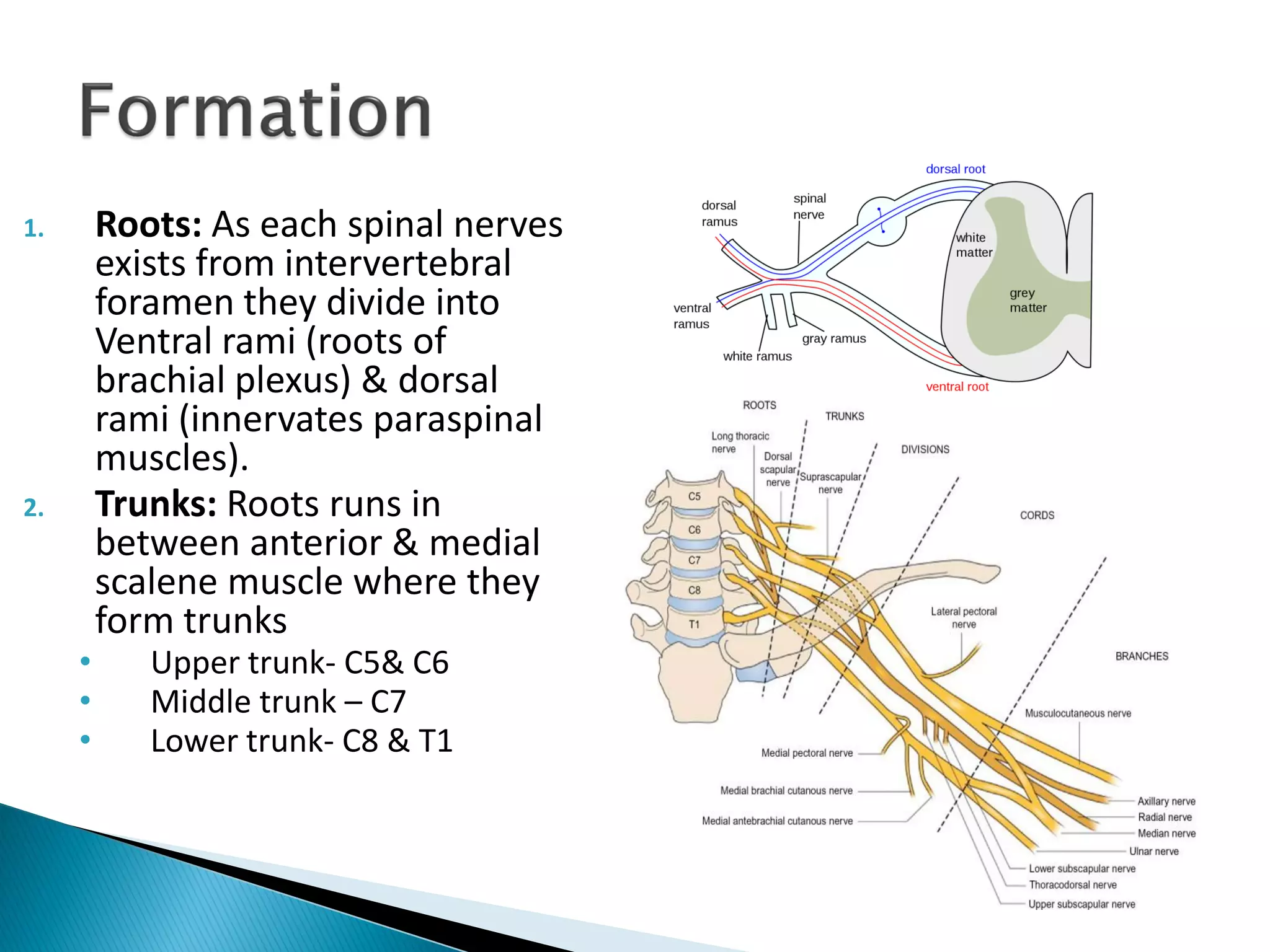 BRACHIAL PLEXUS INJURY: EVALUATION AND MANAGEMENT | PDF