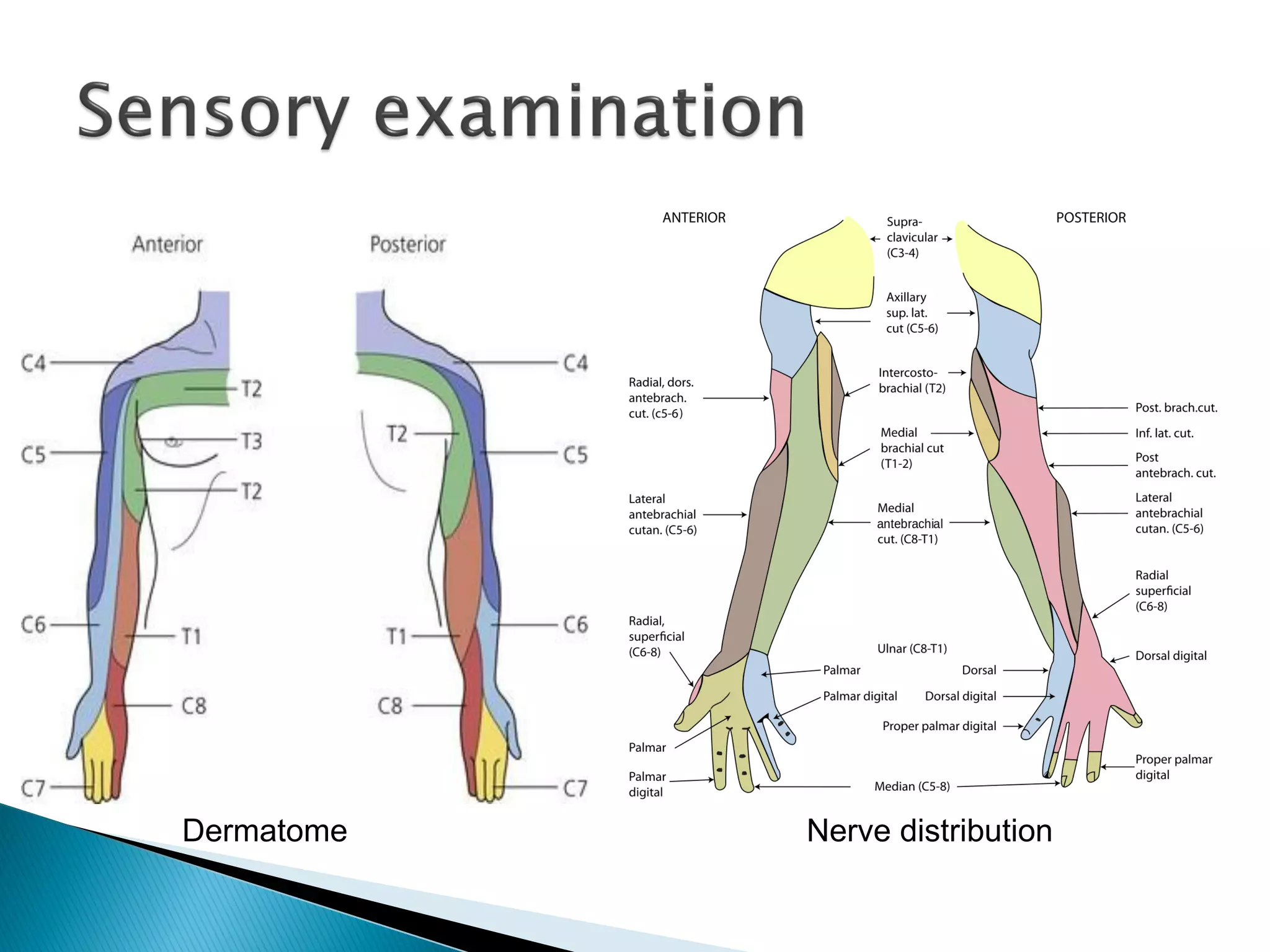BRACHIAL PLEXUS INJURY: EVALUATION AND MANAGEMENT | PDF