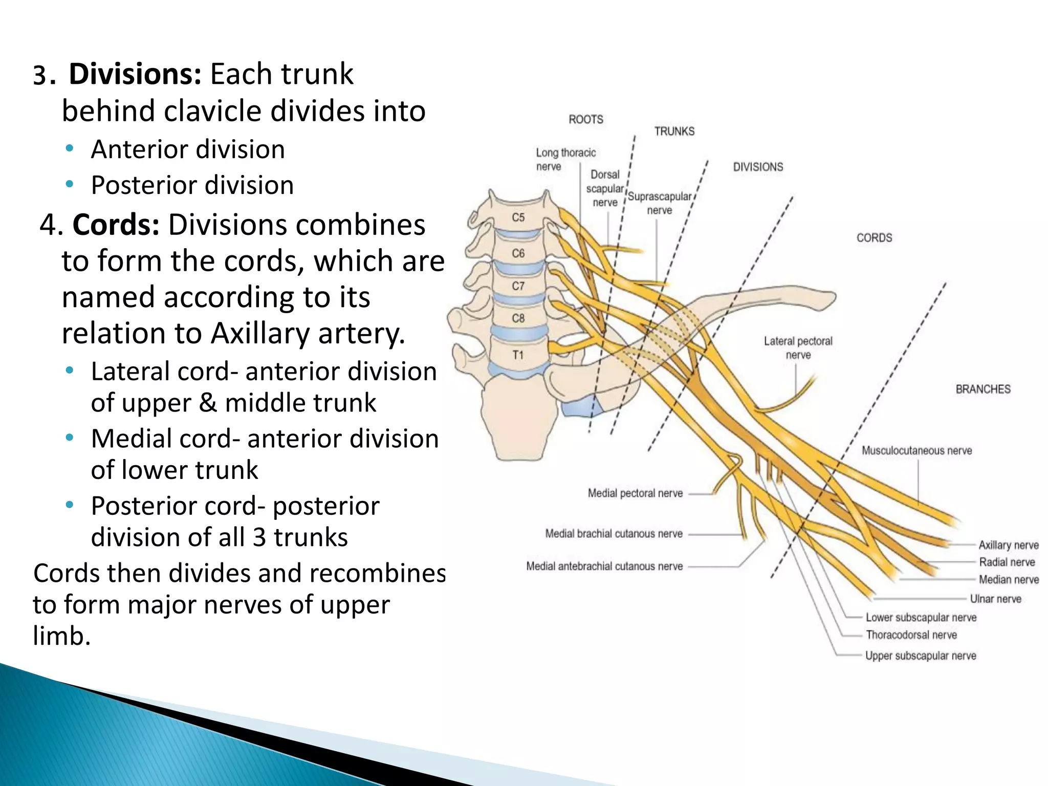 BRACHIAL PLEXUS INJURY: EVALUATION AND MANAGEMENT | PDF