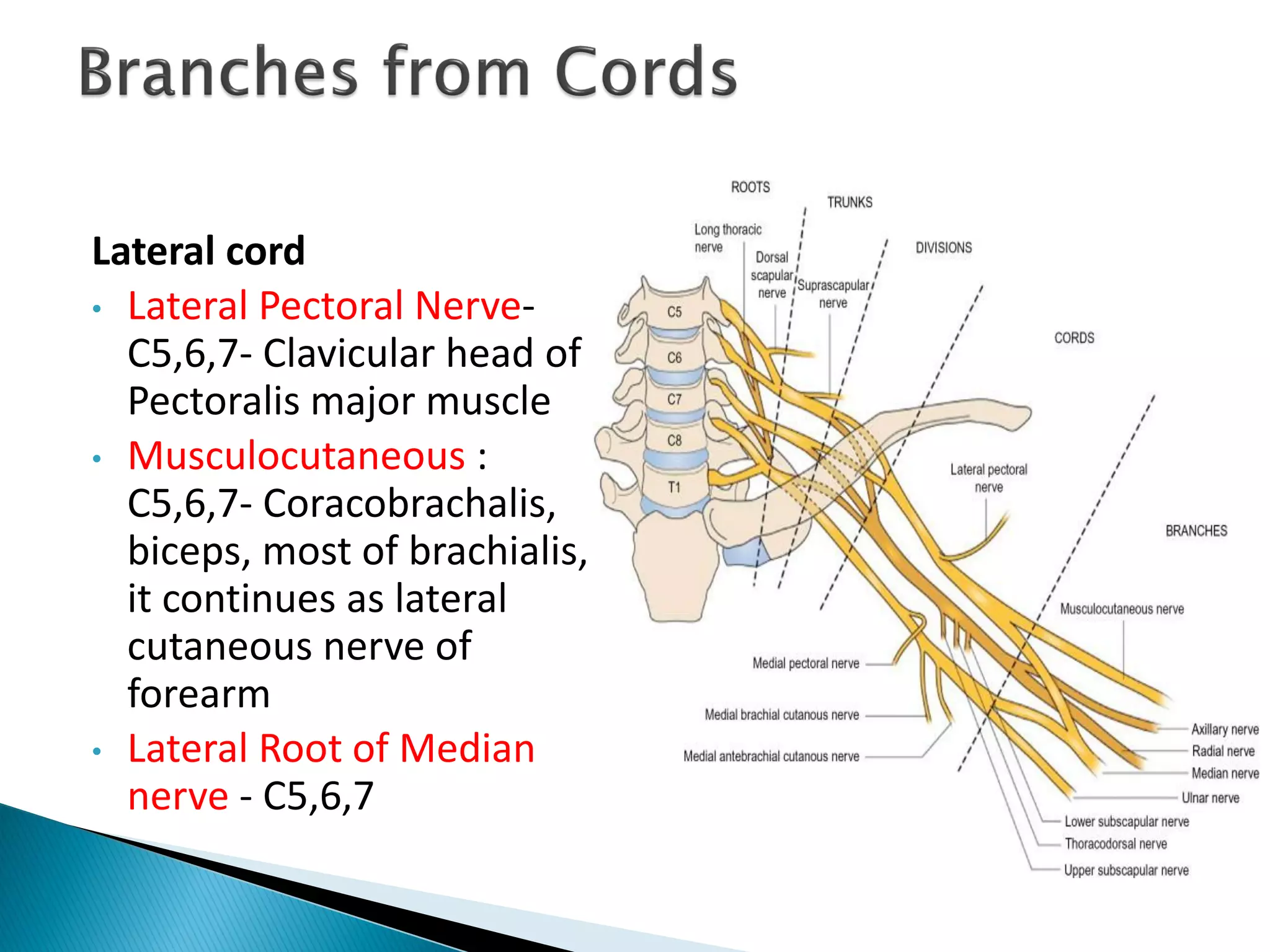 BRACHIAL PLEXUS INJURY: EVALUATION AND MANAGEMENT | PDF