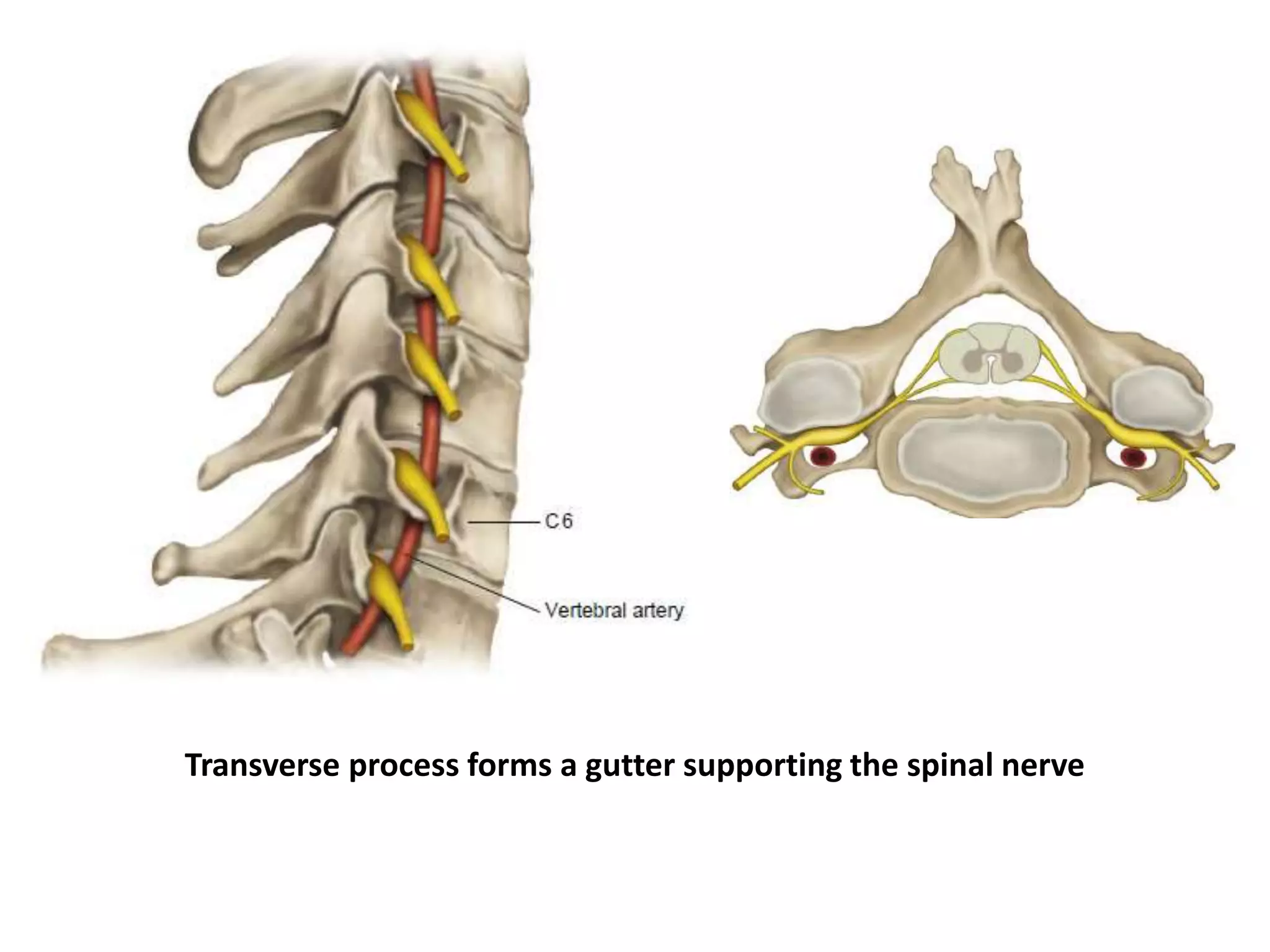 Brachial plexus surgery (simple introduction) | PPTX