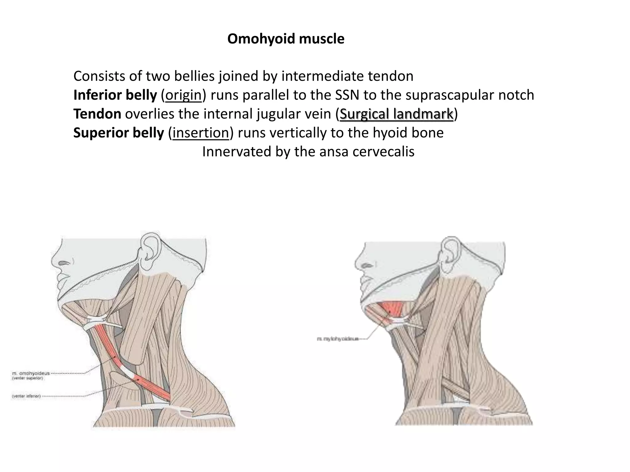 Brachial plexus surgery (simple introduction) | PPTX