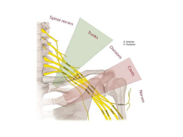 Brachial plexus surgery (simple introduction) | PPTX
