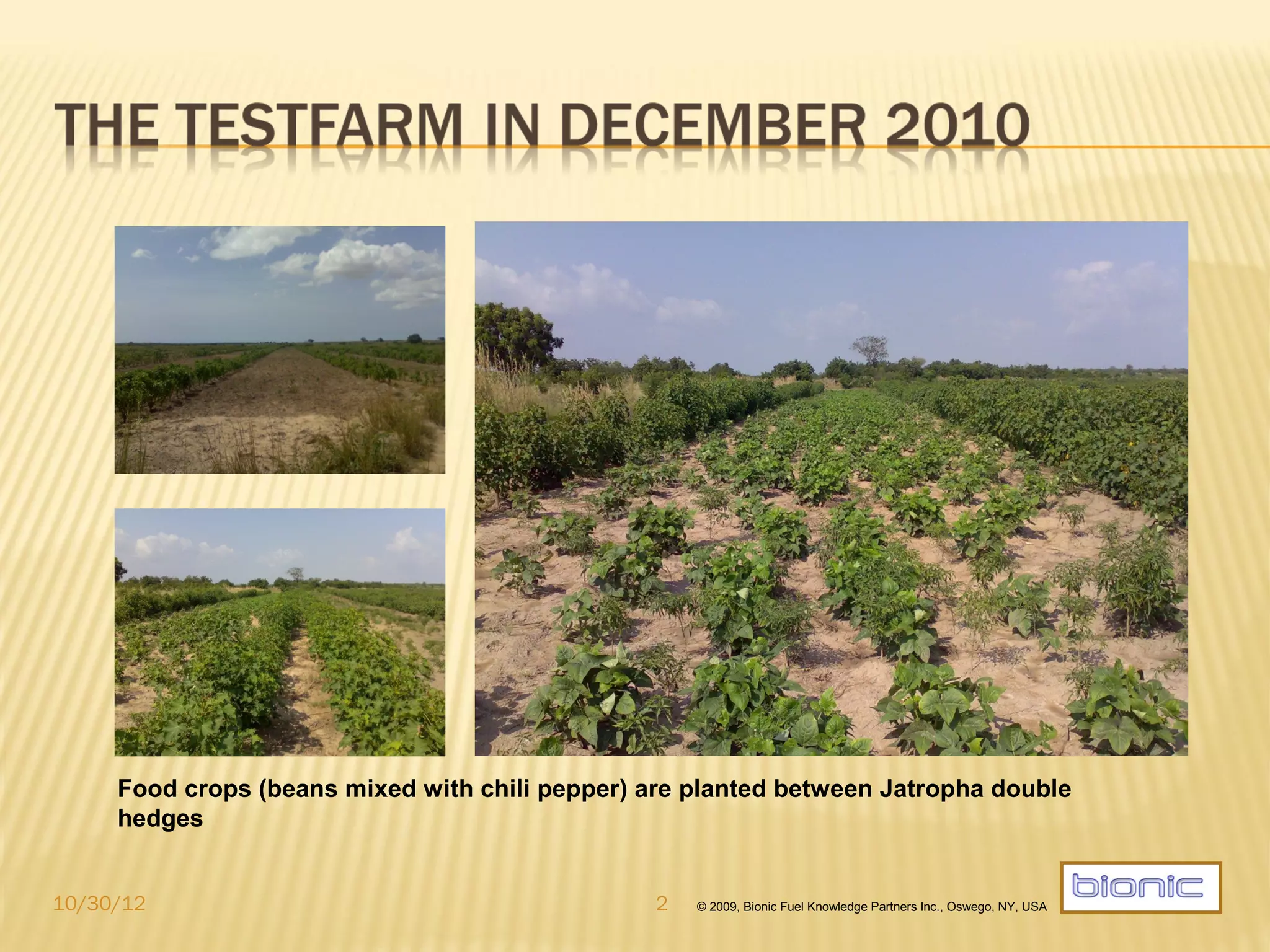 Bionic Palm Ltd. Ghana, Sustainable oil & food farming | PPT