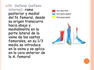 nervios del plexo lumbar | PPTX