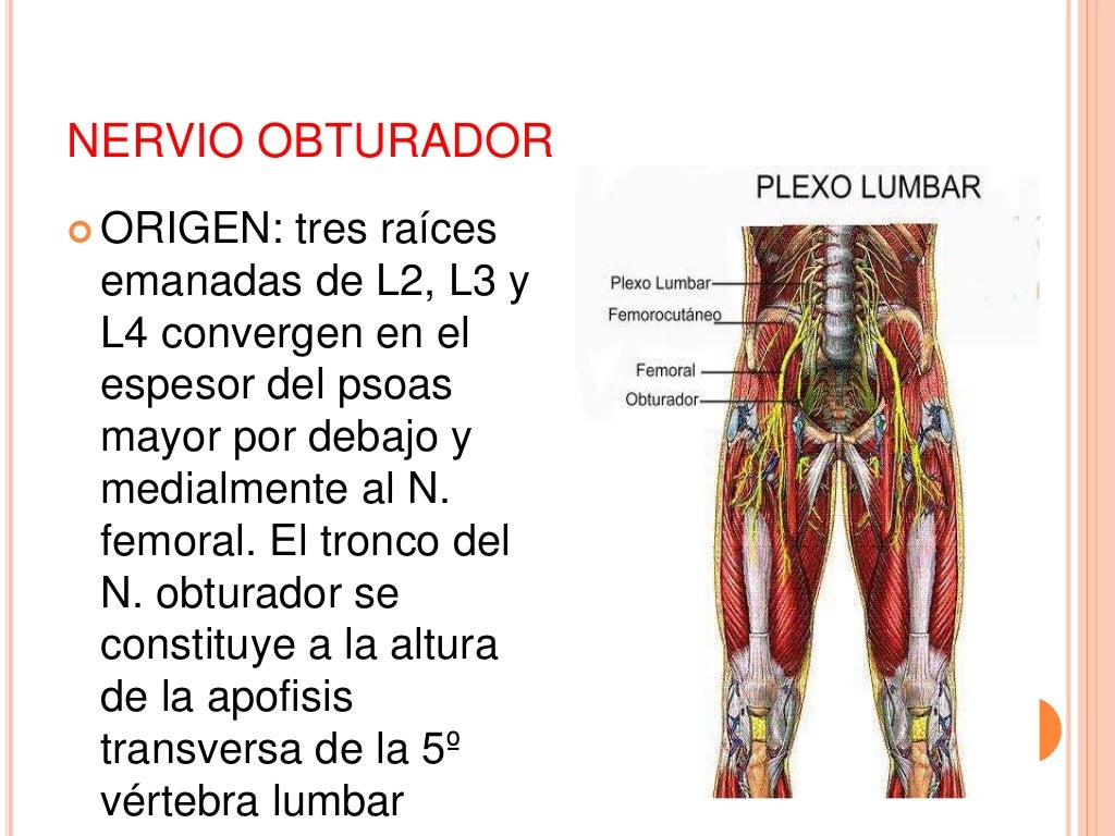 nervios del plexo lumbar