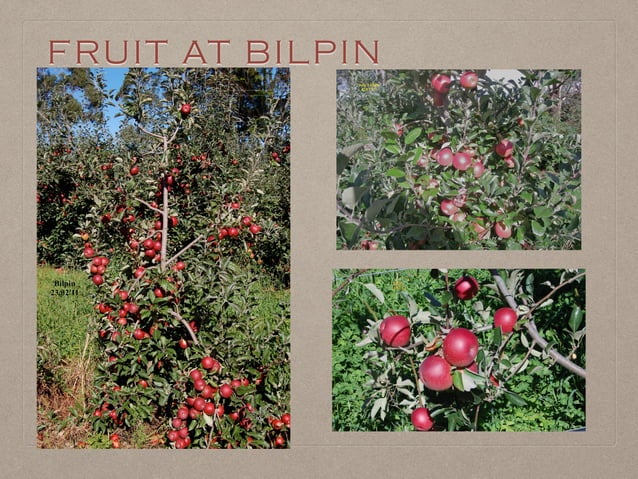 Julie Apple | PPT