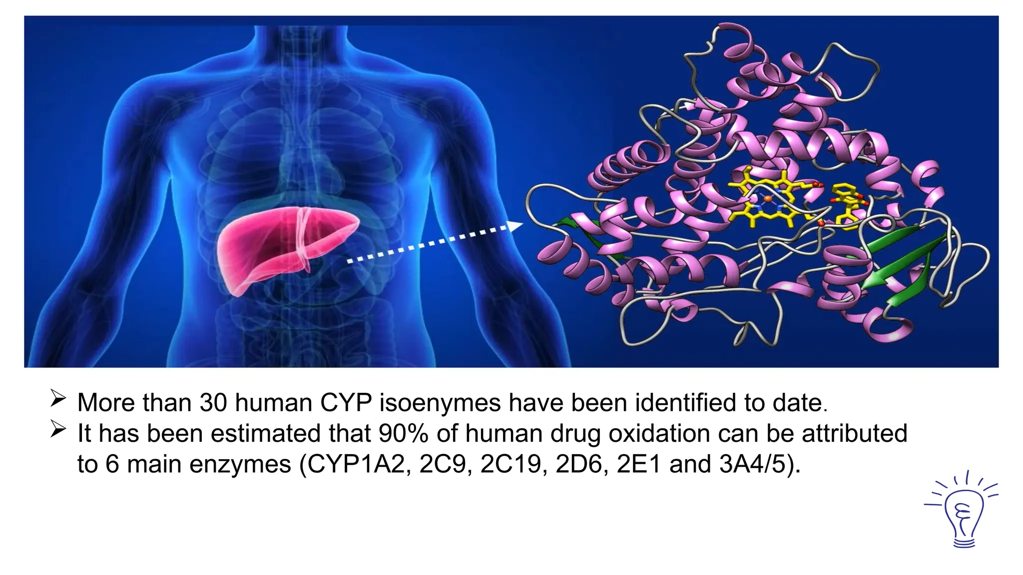 Role of cytochrome P450 in drug interactions,Drug interactions linked ...