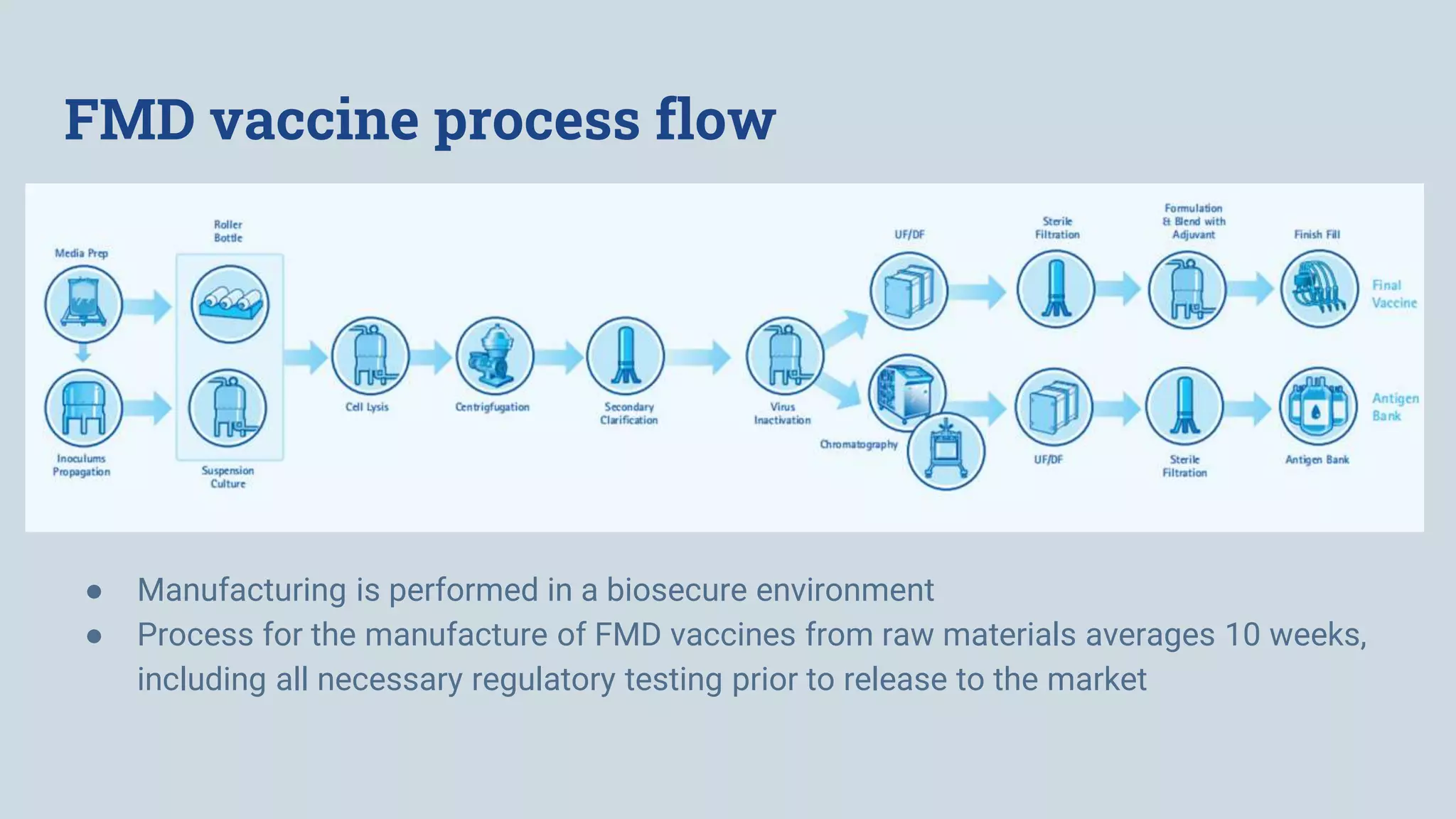Generic Manufacturing Process of Foot & Mouth Disease Vaccines | PPTX