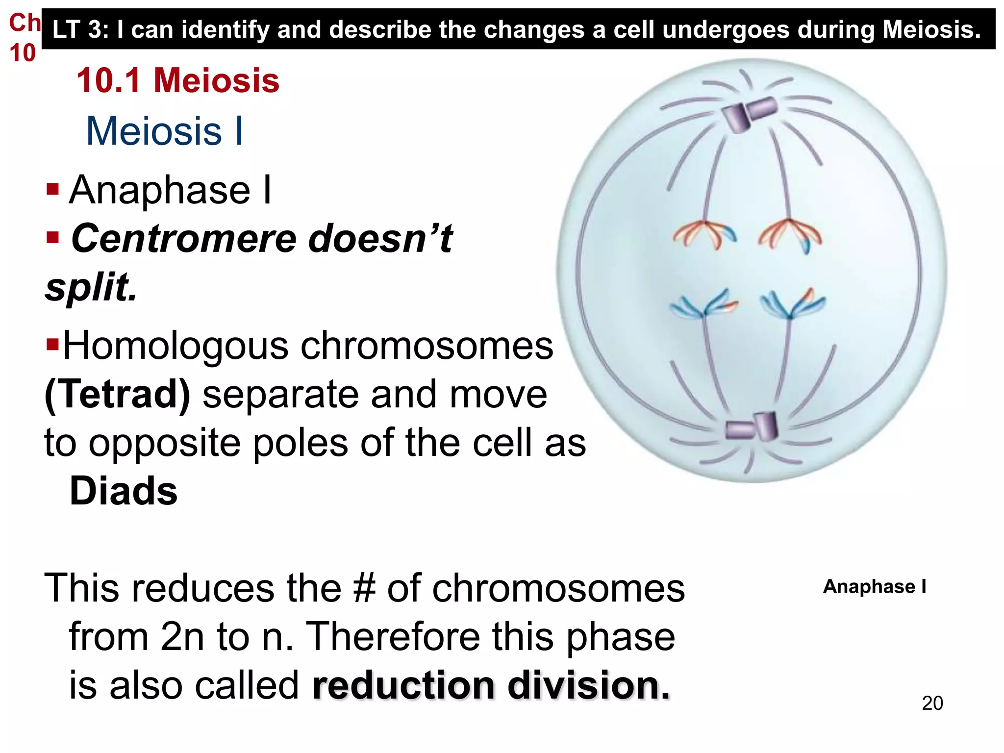 Meiosis and Sexual Reproduction | PPT