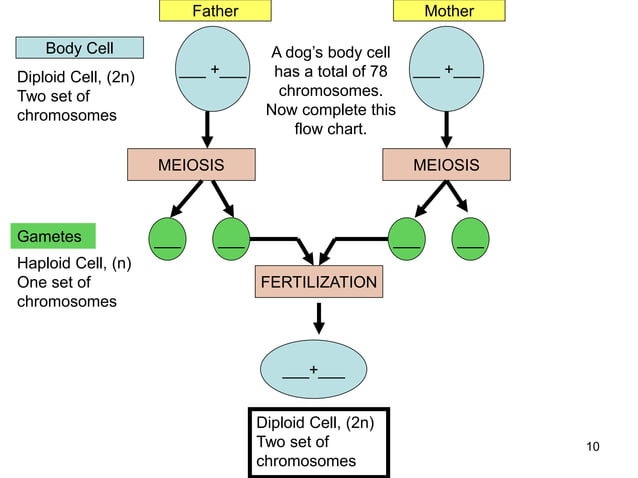 Meiosis and Sexual Reproduction | PPT