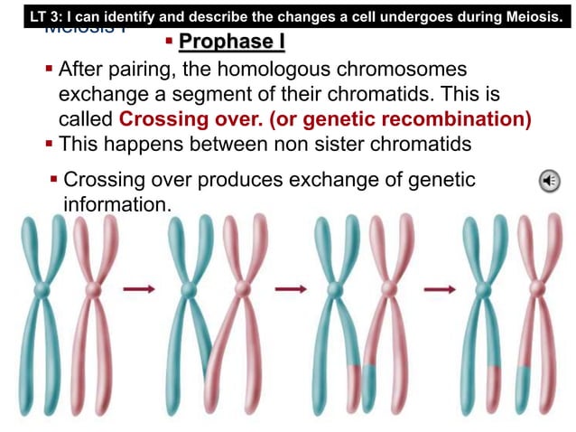 Meiosis and Sexual Reproduction | PPT