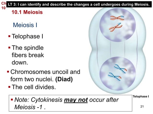 Meiosis and Sexual Reproduction | PPT