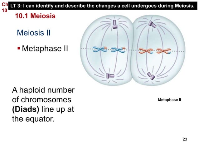 Meiosis and Sexual Reproduction | PPT