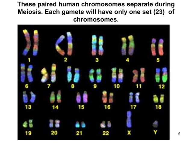 Meiosis and Sexual Reproduction | PPT