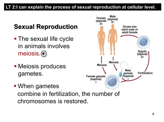 Meiosis and Sexual Reproduction | PPT