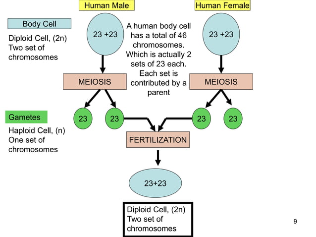 Meiosis and Sexual Reproduction | PPT